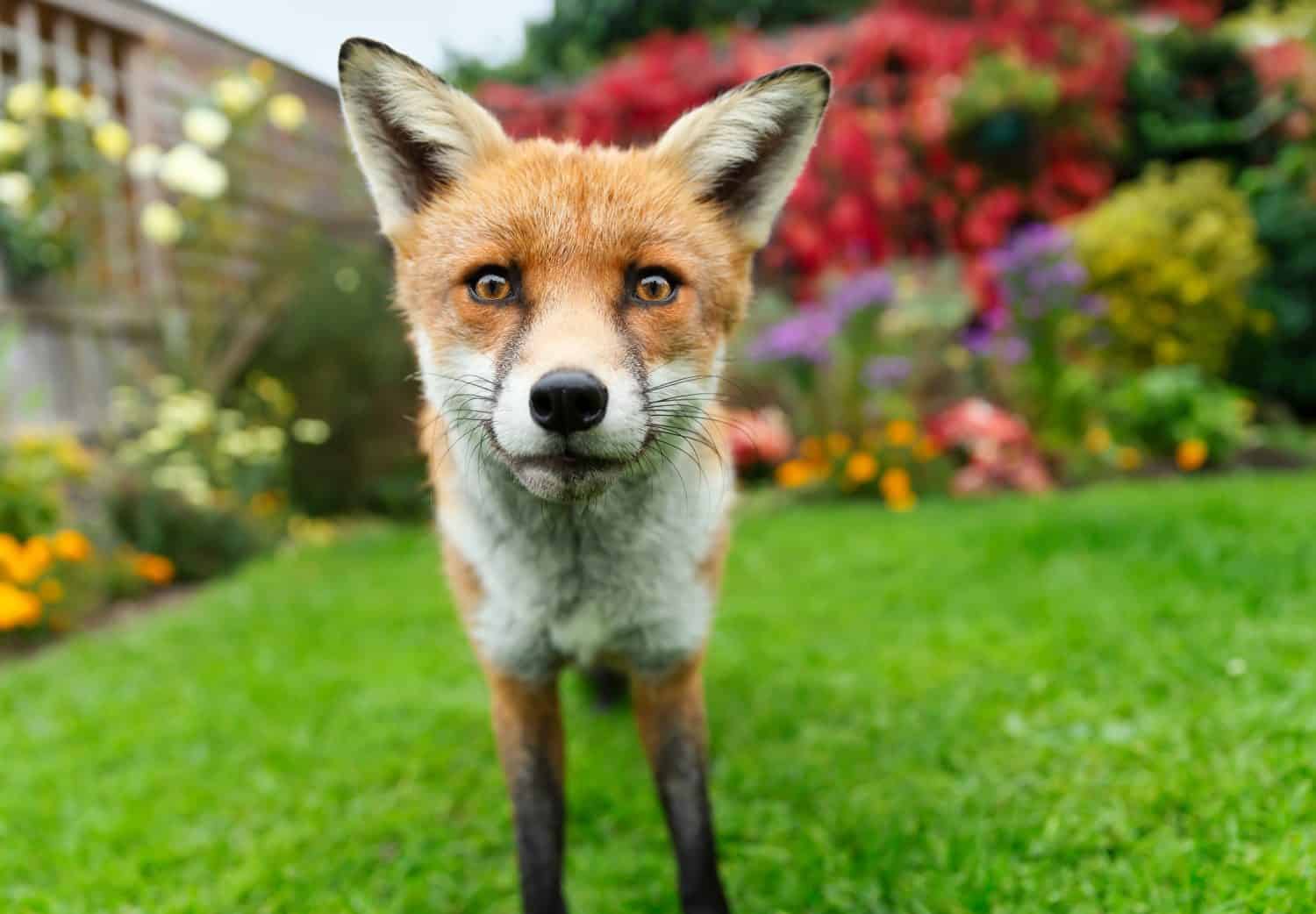 Red Fox's Instagram, Twitter & Facebook on IDCrawl