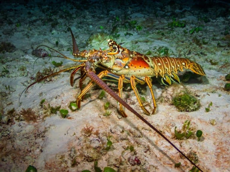 Why Lobsters March in a Conga Line Across the Ocean Floor - A-Z Animals