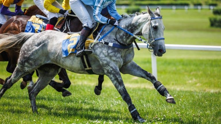 Discover the Fastest Racehorse of All Time - A-Z Animals