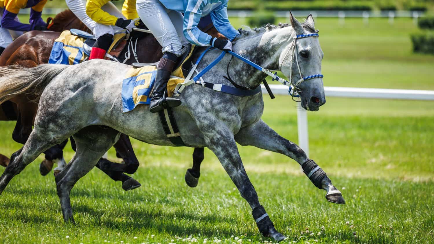 Fossils Reveal That Ancient Horses Were Huge - A-Z Animals Slideshows