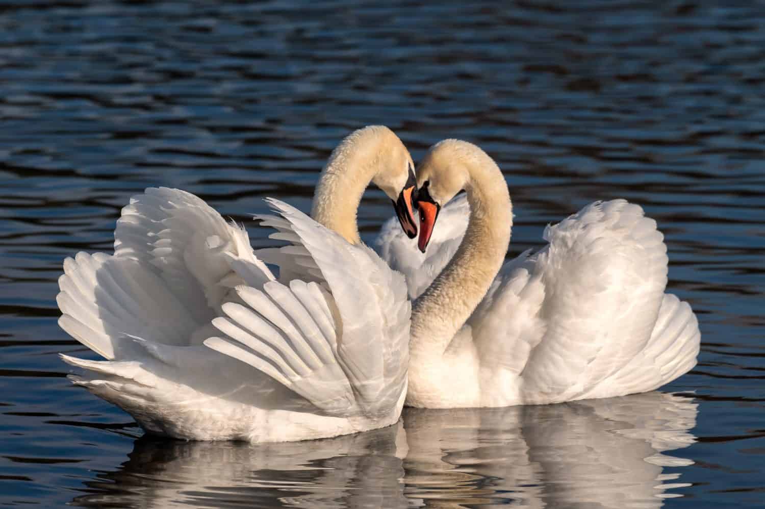 Exploring "Homosexual" Behavior in the Animal World - A-Z Animals