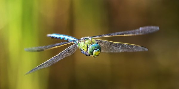 Watch Out for These Top 10 Largest Flying Insects in England - A-Z Animals