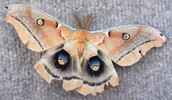 The World’s Largest Moths Rival Some Birds in Size - A-Z Animals