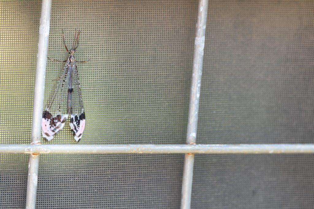 The Most Massive Insects in Tennessee - A-Z Animals