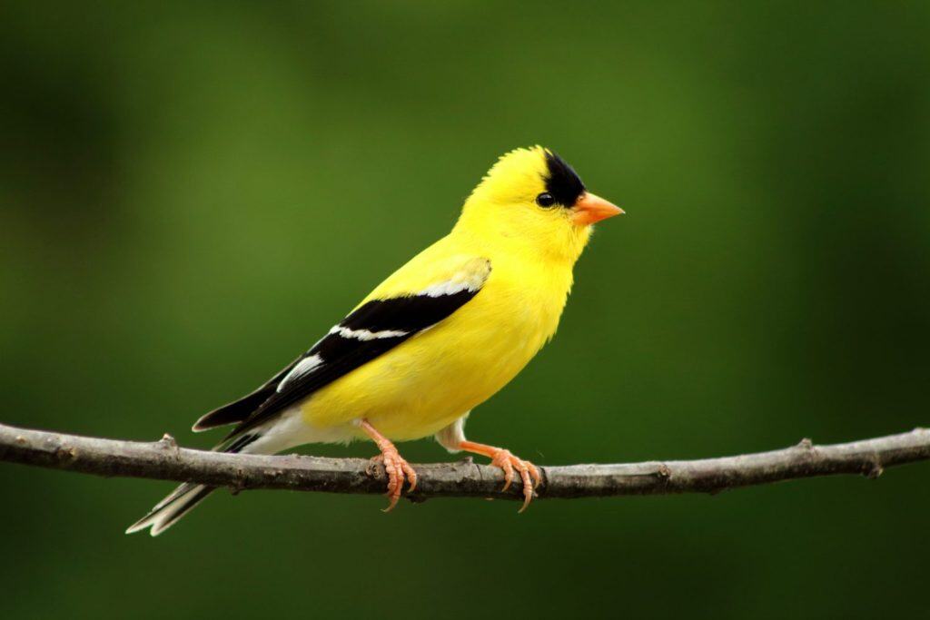 These 8 Yellow Birds Call California Home - A-Z Animals