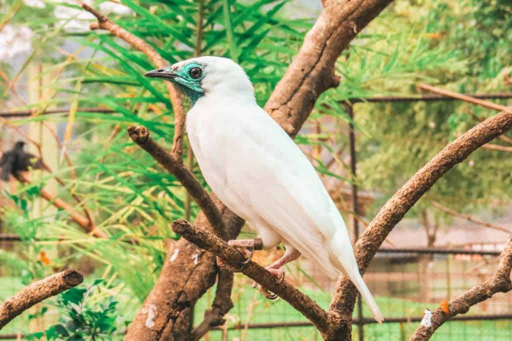 These 15 Birds Look Like Mythical Creatures Brought to Life - A-Z Animals