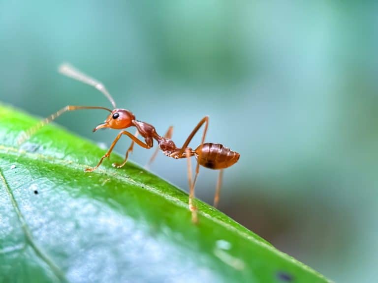 Why Ants Bounce—And Humans Break—After a 100-Story Fall - A-Z Animals