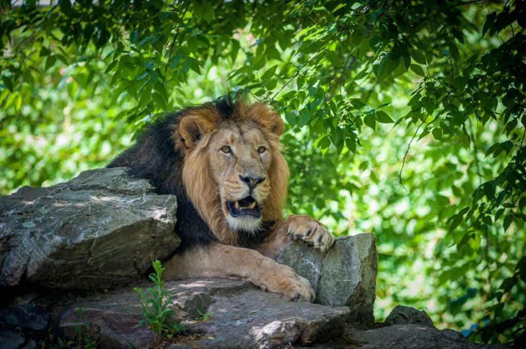How Zoos Keep Animals Cool During Heat Waves - A-Z Animals