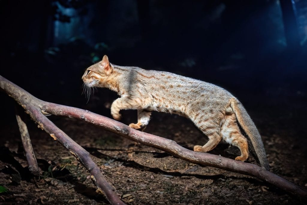 Meet the Rusty Spotted Cat That Could Fit in Your Hand - A-Z Animals