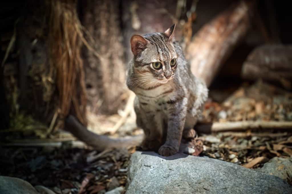 Meet the Rusty Spotted Cat That Could Fit in Your Hand - A-Z Animals