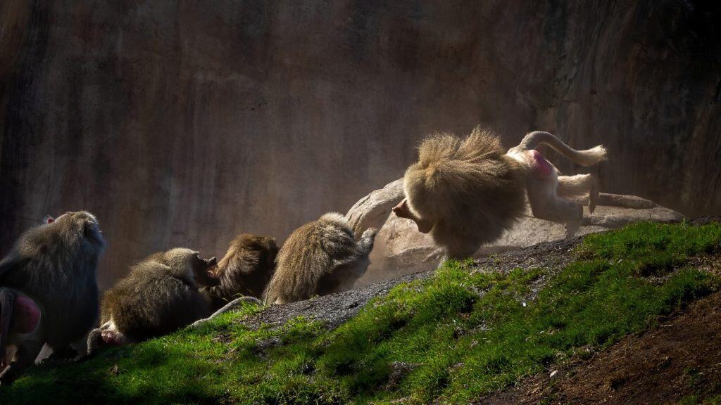 Are Baboons Dangerous Animals? - A-Z Animals