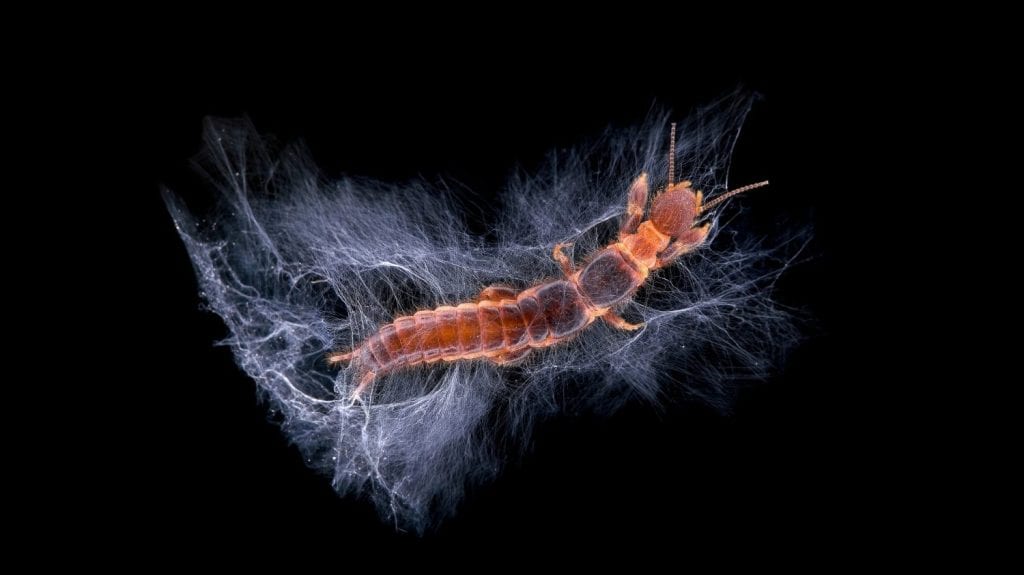 This Tiny Insect Spins Silk Without Being a Spider - A-Z Animals