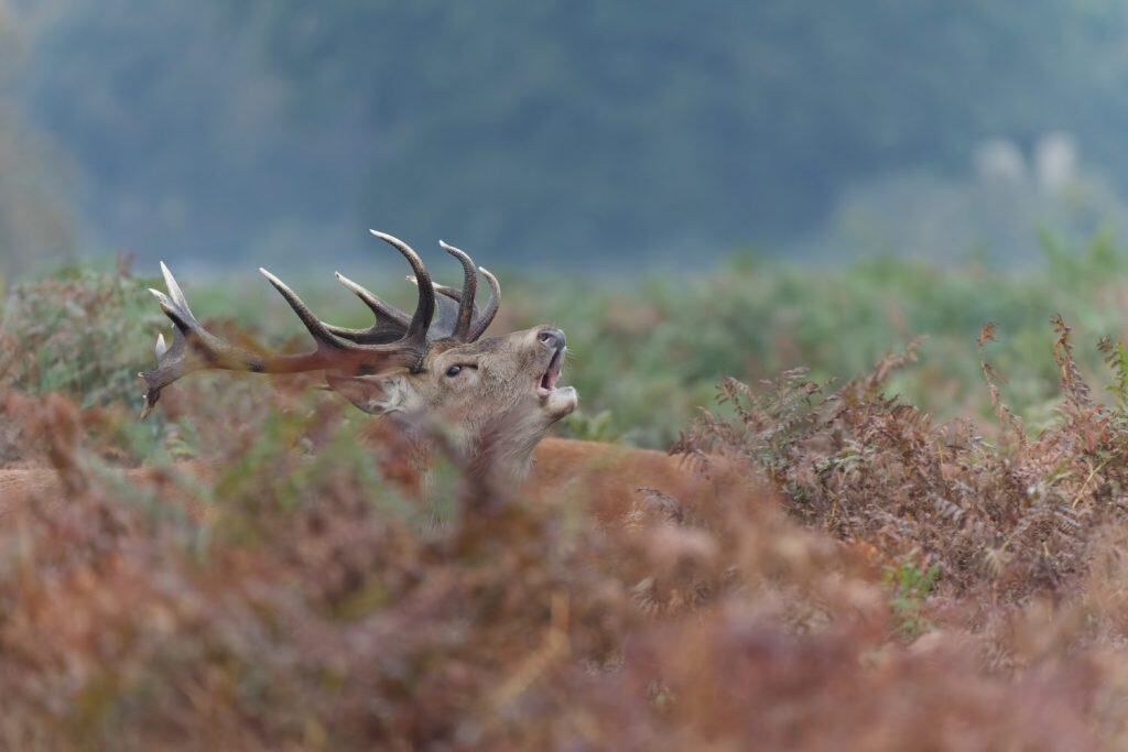 14 Breathtaking Wildlife Moments You Won’t Believe Were Caught on ...