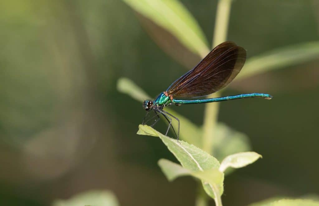 The Most Massive Insects in Tennessee - A-Z Animals