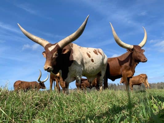 Biggest Bulls in the World - A-Z Animals