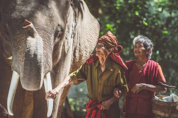 Why Some Zoos Are Using Acupuncture to Treat Elephants - A-Z Animals