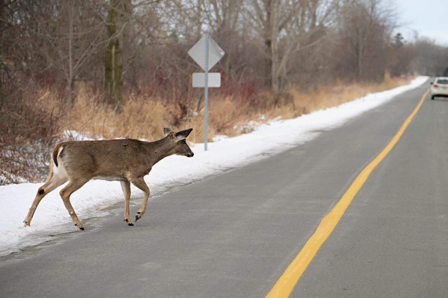 How Minnesota Animals Get Ready for Winter - A-Z Animals