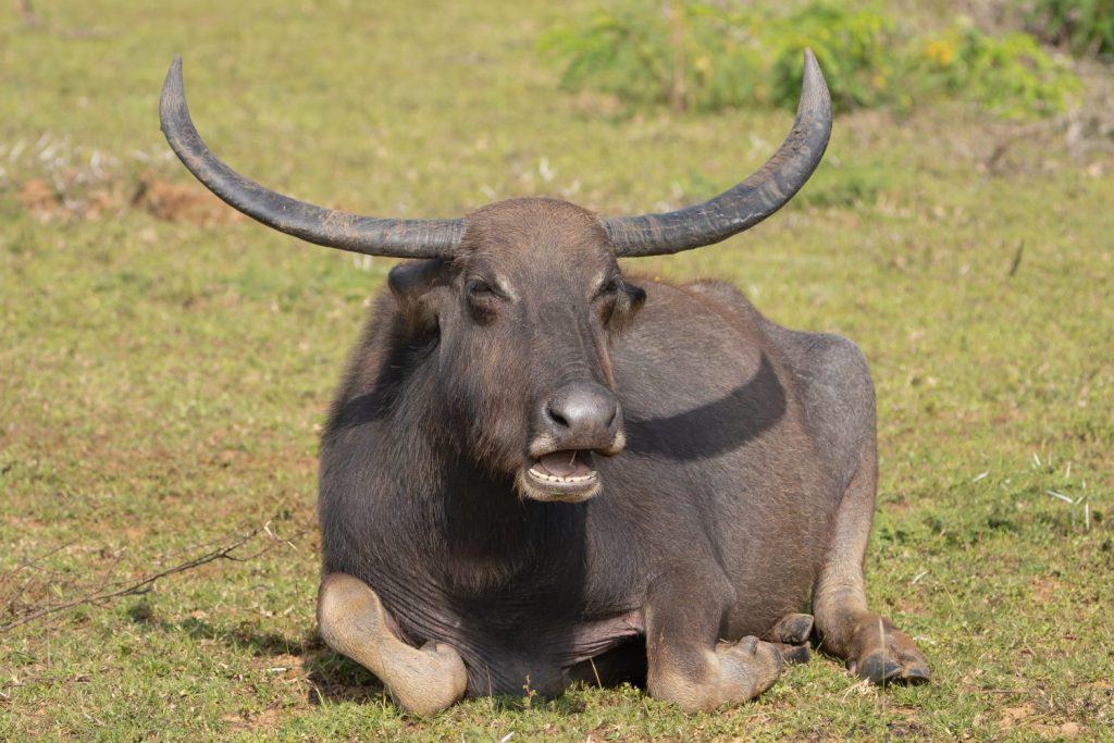 Buffalo Pumps Its Own Water in Incredible Display of Intelligence - A-Z ...
