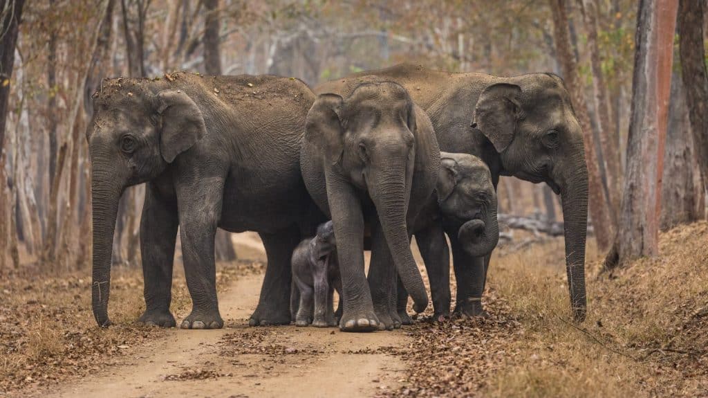 Are These Elephants Drunk or Just Clumsy? - A-Z Animals