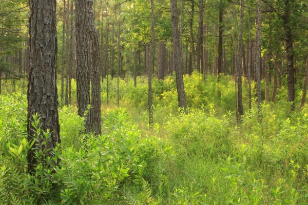 Inside the Big Thicket, Texas’s Biodiversity Hotspot - A-Z Animals