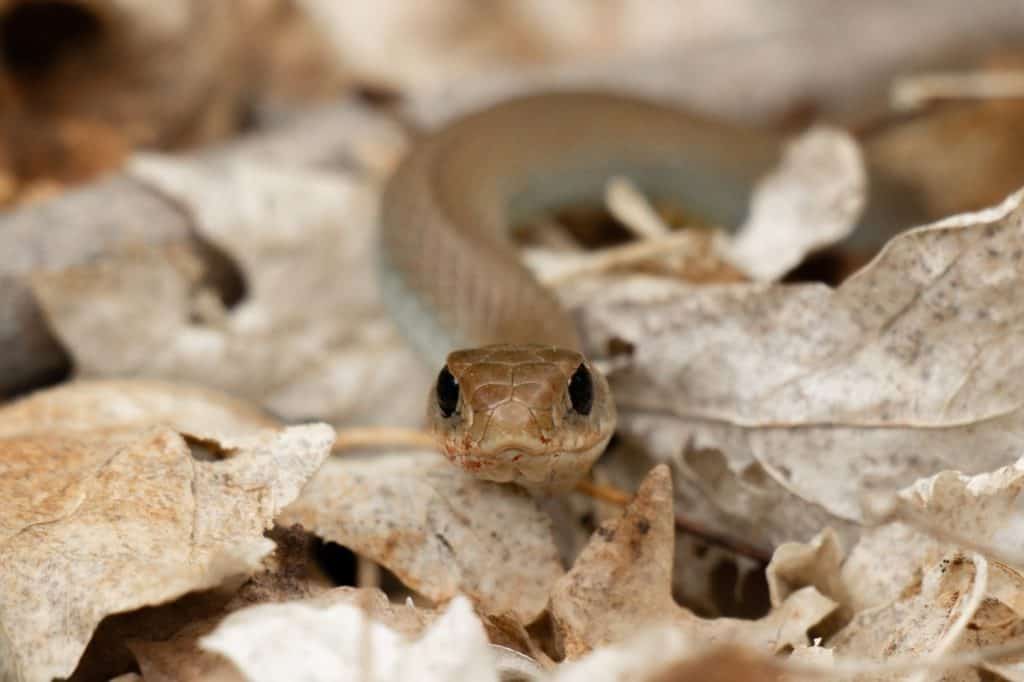 These are the Largest, Most Dangerous Snakes in Oregon - A-Z Animals