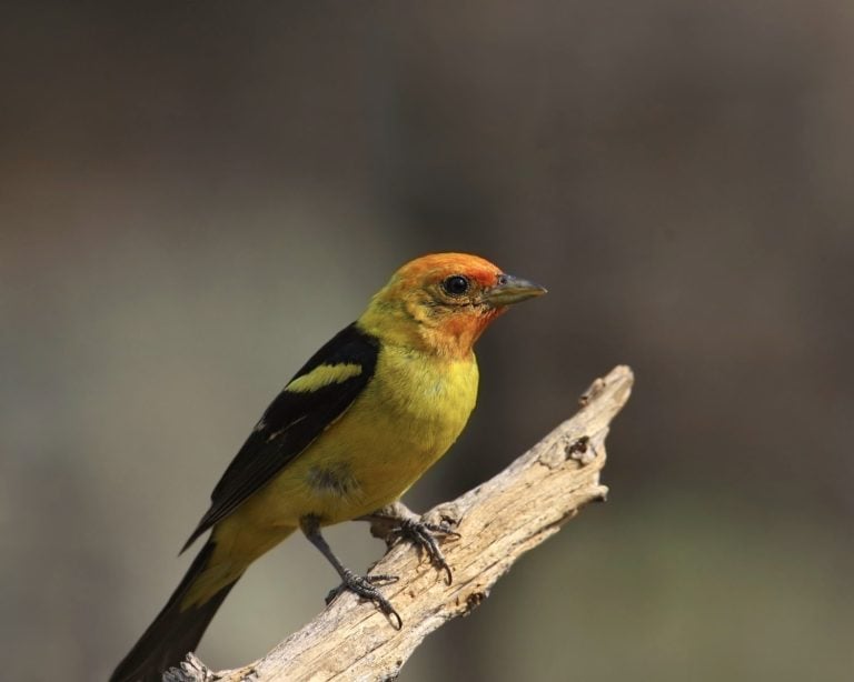 Western Tanager Animal Facts - Piranga ludoviciana - A-Z Animals