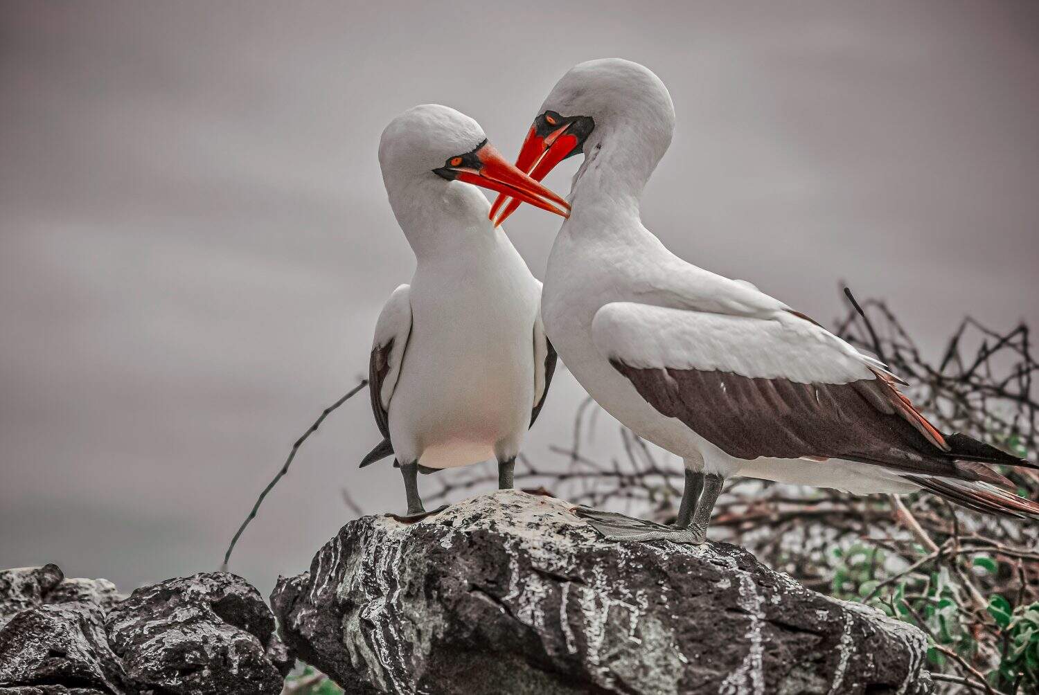 Bird Teeth: Do Birds Have Teeth? - A-Z Animals