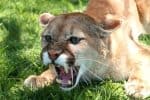 A Wildlife Guide to Grand Canyon National Park - A-Z Animals