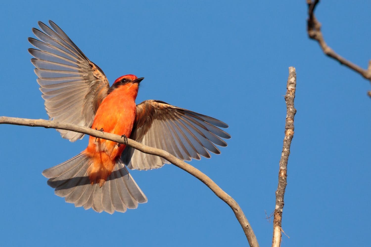 The Most Colorful Birds You Can Spot in the Galapagos Islands - A-Z Animals