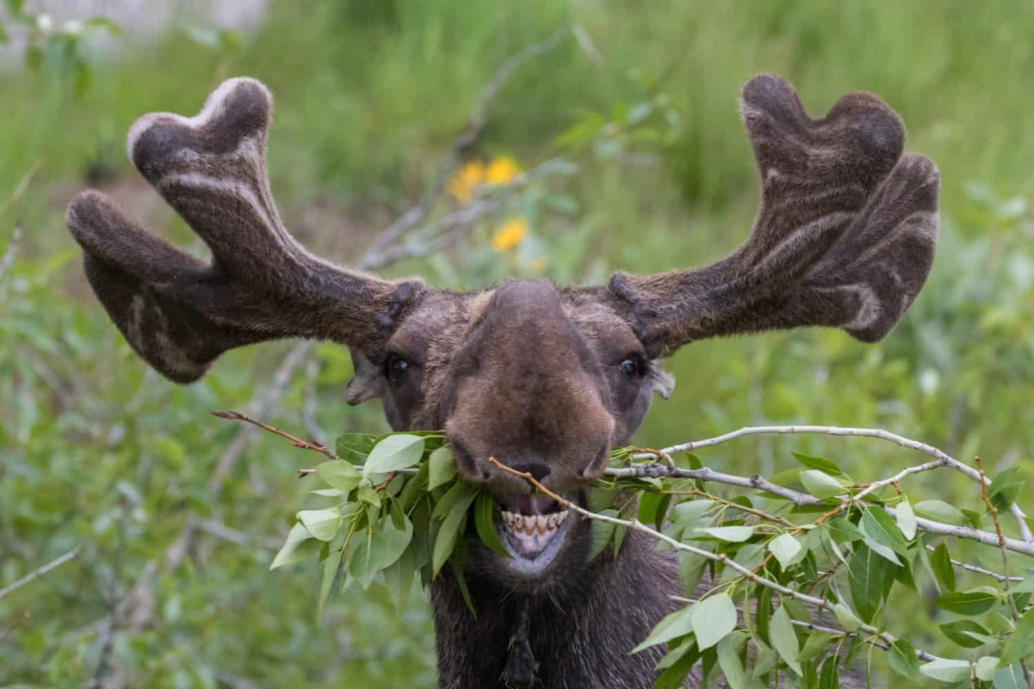 14 Hilarious Animal Habits You Never Knew Had Names - A-Z Animals