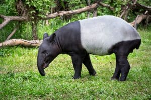 These 15 Animals Look Like Mystical Creatures - A-Z Animals