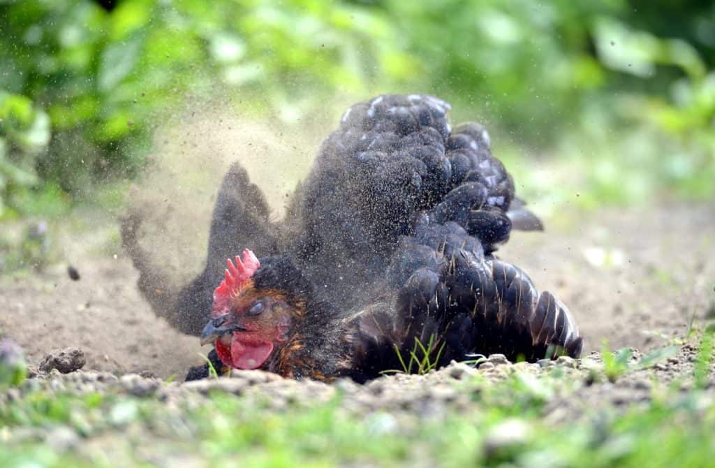 Why Chickens Dust-Bathe and What It Says About Their Health - A-Z Animals