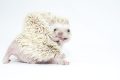 Is Your Hedgehog Foaming? It’s Not Rabies—It’s a Natural Behavior ...