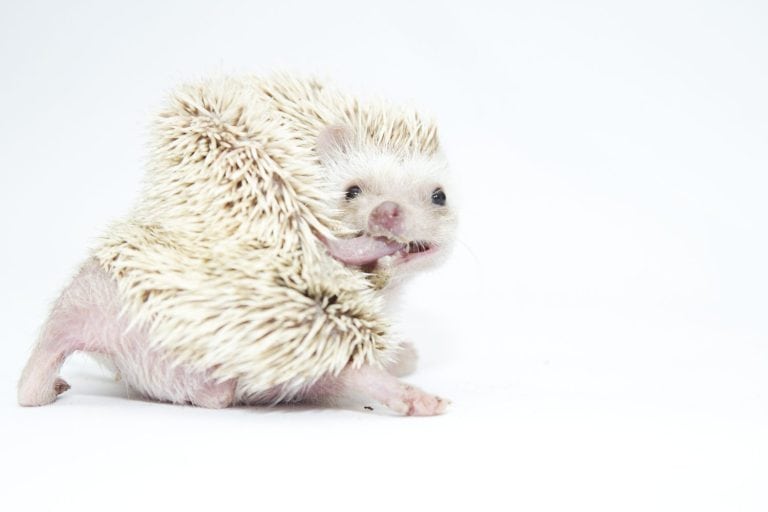 Is Your Hedgehog Foaming? It’s Not Rabies—It’s a Natural Behavior ...