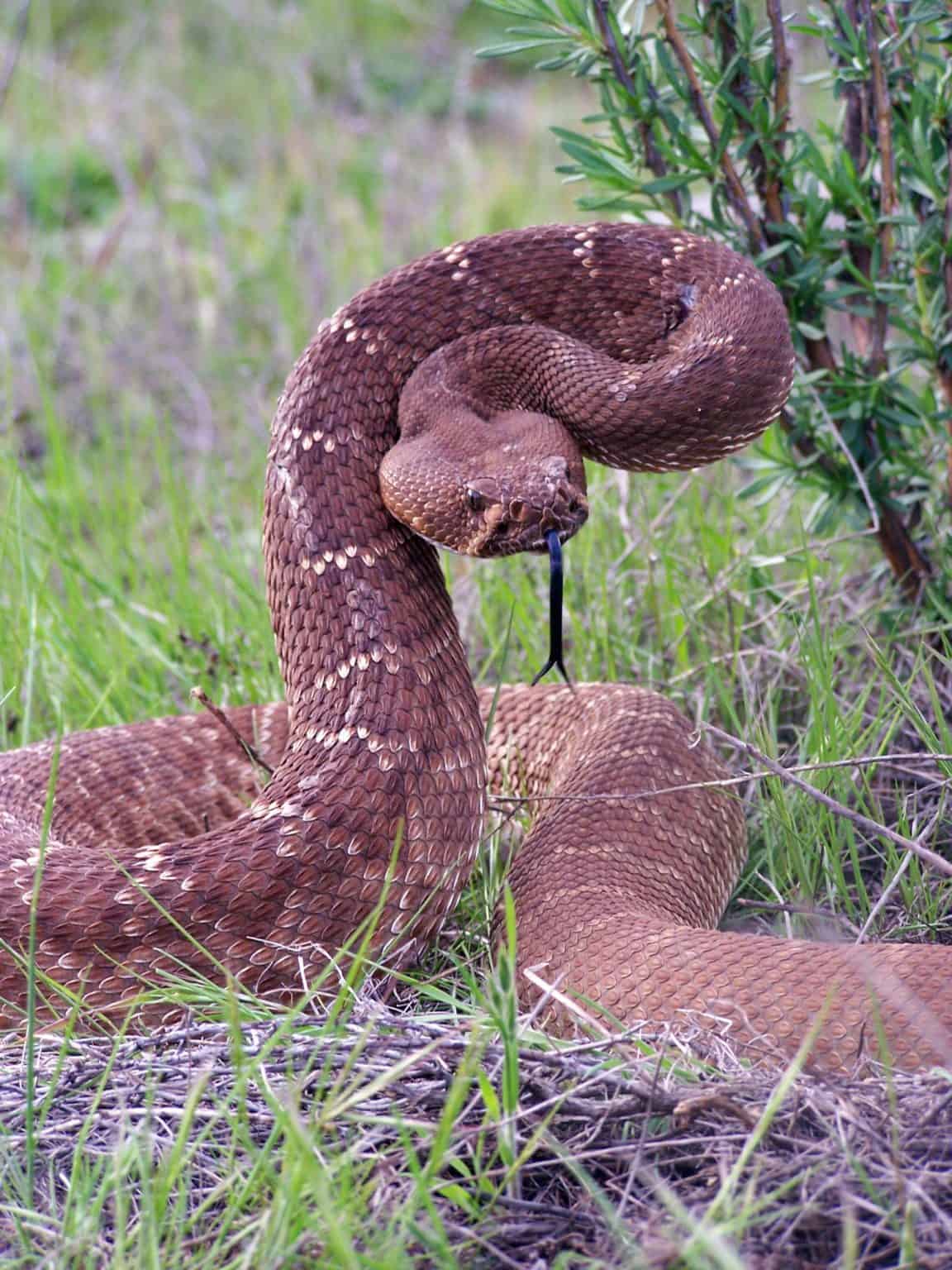 Rattlesnake Encounters That Went Wrong and What You Can Learn - A-Z Animals