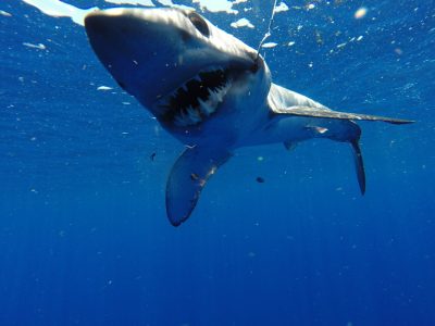 Rare Black Mako Shark Spotted Again Off Southern California - A-Z Animals