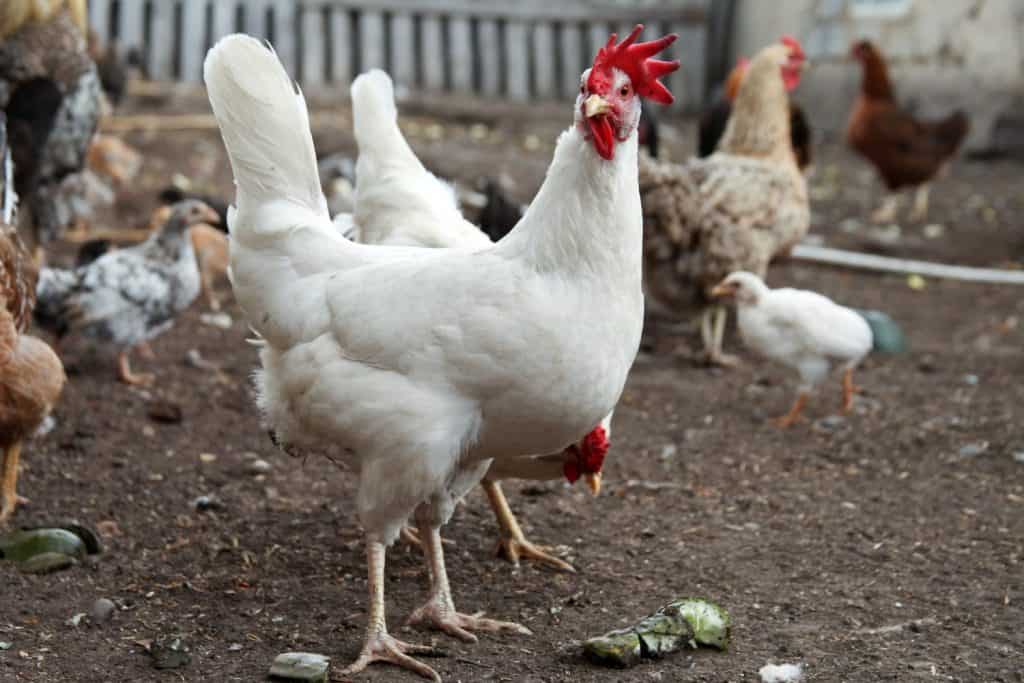 Discover the Biggest Chicken Breeds in the World - A-Z Animals