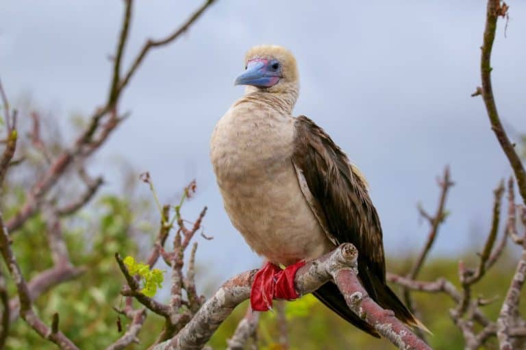 Creatures That Roam American Samoa National Park - A-Z Animals