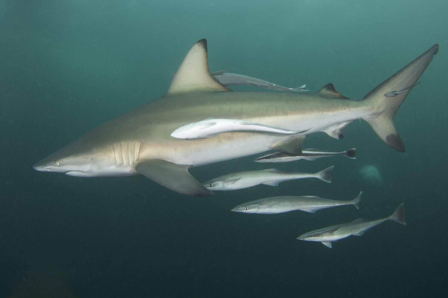 Sharks in Destin, Florida: Types, Past Attacks, and More - A-Z Animals