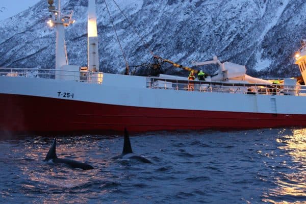 What's Behind the Mysterious Rise in Orca Attacks on Boats - A-Z Animals