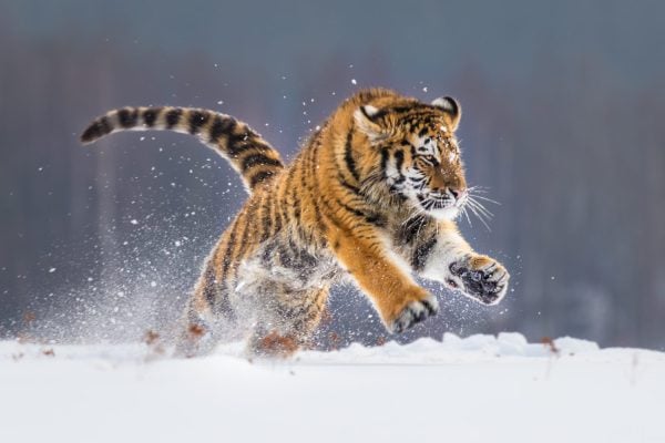 These Five Fierce Apex Predators Have No Equal in the Wild - A-Z Animals