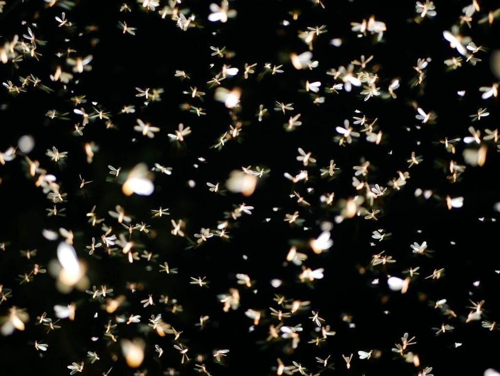 How Insects Are Disappearing Without Anyone Noticing - A-Z Animals