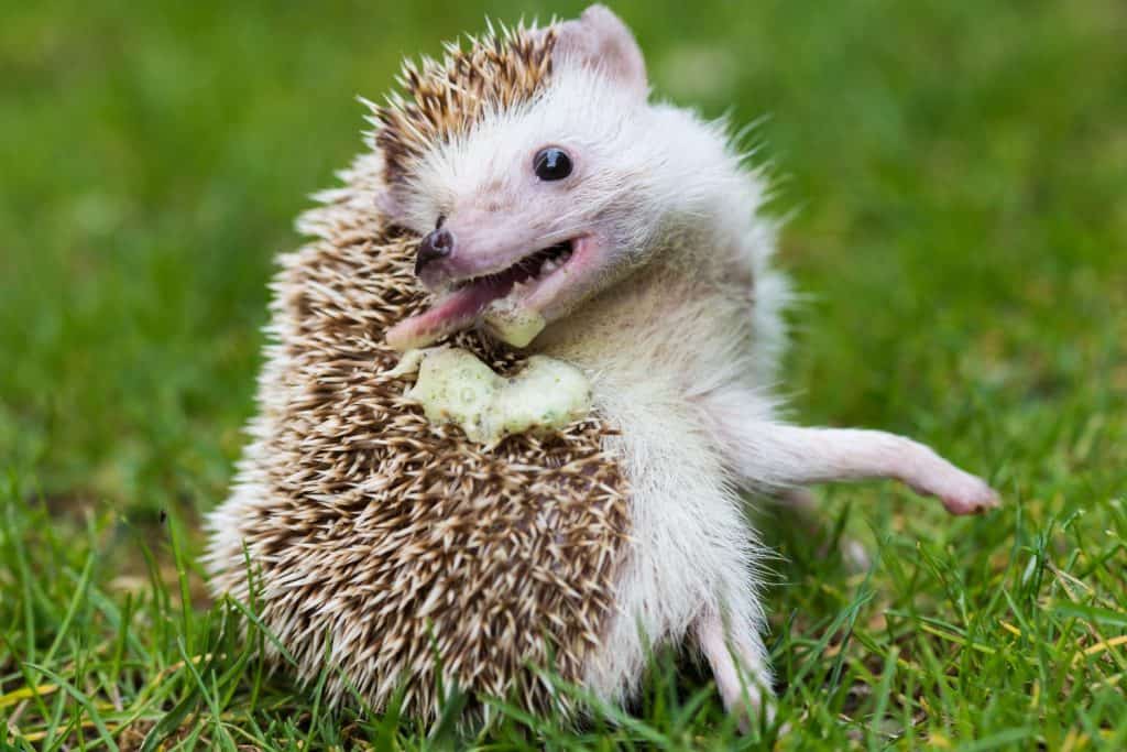 Is Your Hedgehog Foaming? It’s Not Rabies—It’s a Natural Behavior ...