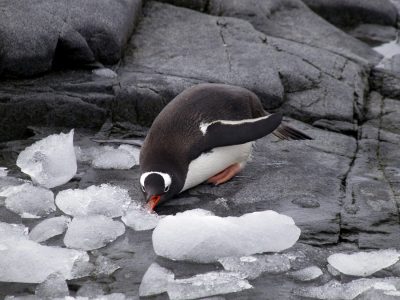 How Zoos Keep Animals Cool During Heat Waves - A-Z Animals
