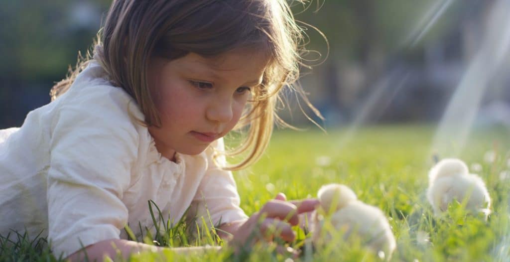 6 Chicken Breeds That Are Perfect for Children - A-Z Animals