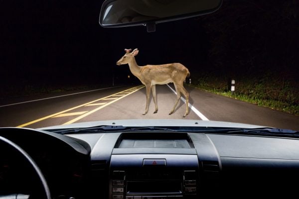 What You Need to Know About Georgia’s Wild Deer Rut Season - A-Z Animals