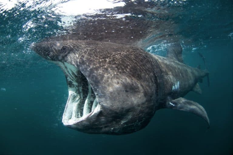 Discover the Largest Saltwater Fish in the World - A-Z Animals