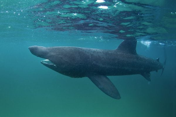 Why the Ecologically Important Basking Shark Is in Trouble - A-Z Animals