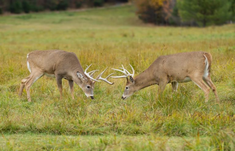 The Deer Rut in Massachusetts Brings the Wild to Your Backyard - A-Z ...