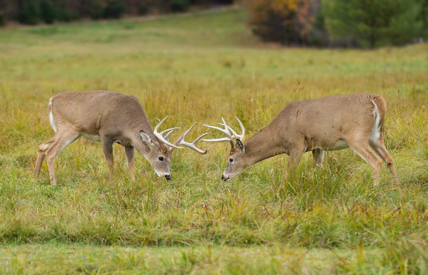 How to Safely Watch Deer During Rutting Season in Pennsylvania - A-Z ...